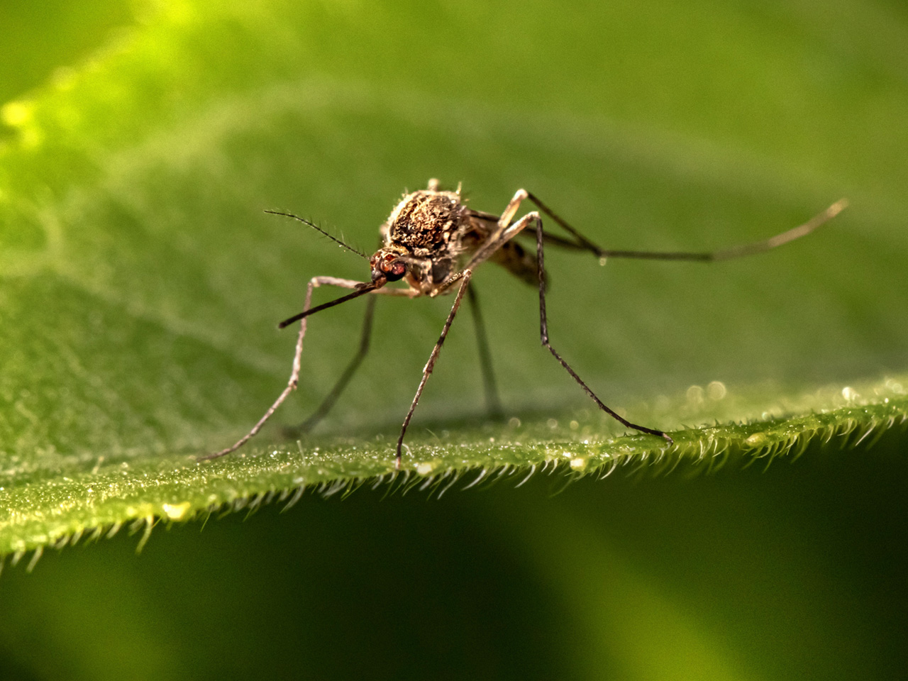 Peritect 360 IC - Liphatech